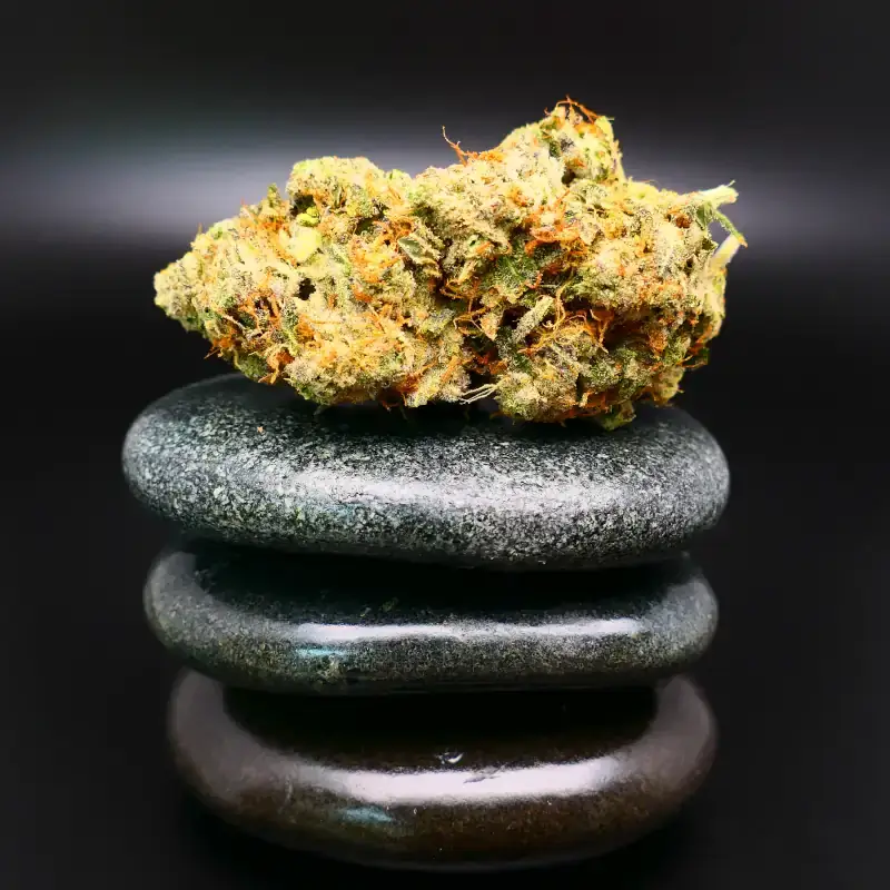 420 Evolution 30/1 CA ICC - Medizinisches Cannabis Apotheke Cannabisblüten